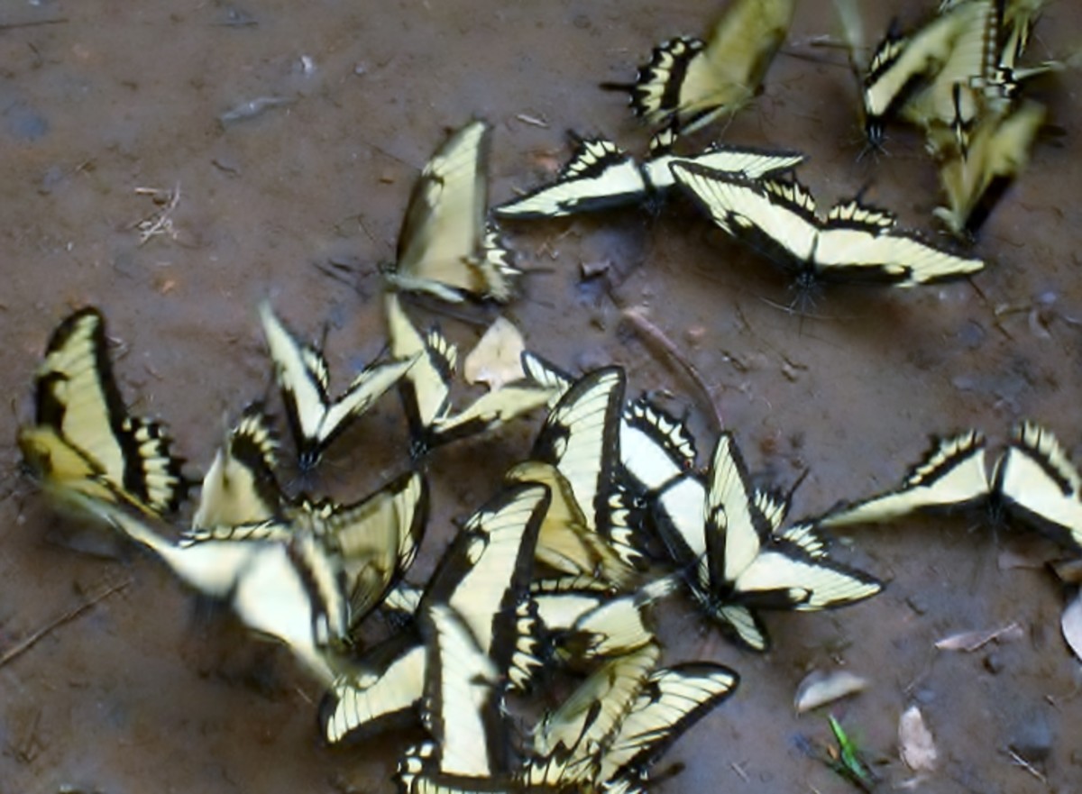 How to Attract Butterflies to Your Garden With a Puddle Club Party ...