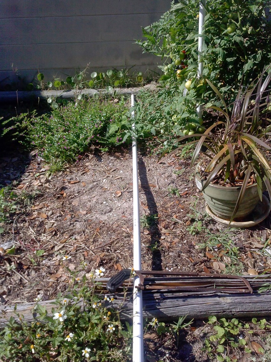 How to Build a Tomato Tree Plant Like Disney World's Epcot Ride "Living ...