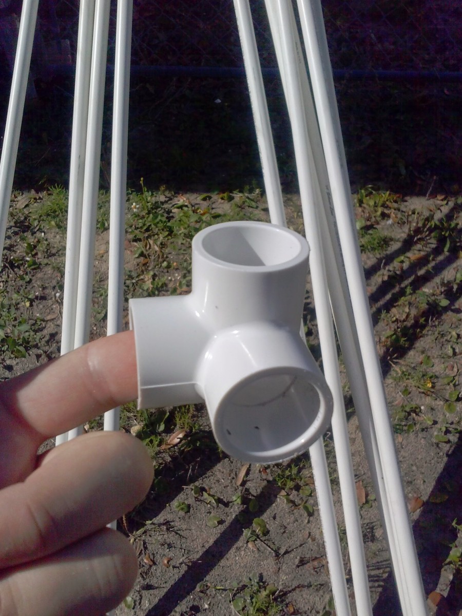 Tomato Tree Disney World