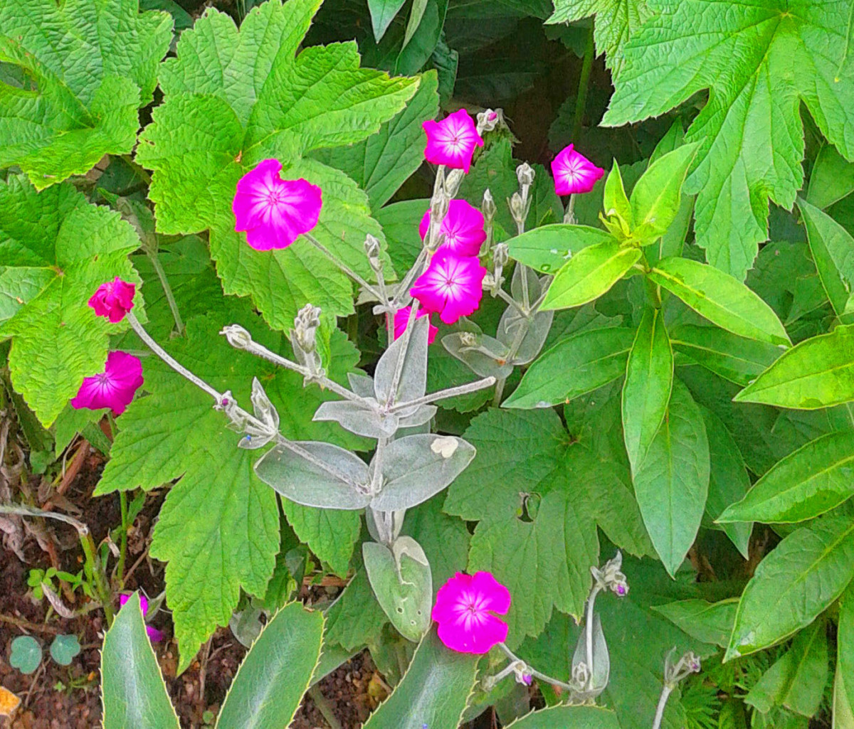 10 Mauve and Purple Flowers for Your Garden - HubPages