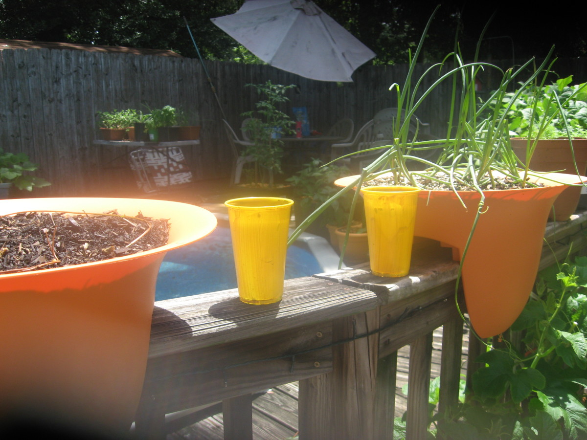 7 Ways to Get Rid of Aphids on Vegetable Plants - HubPages