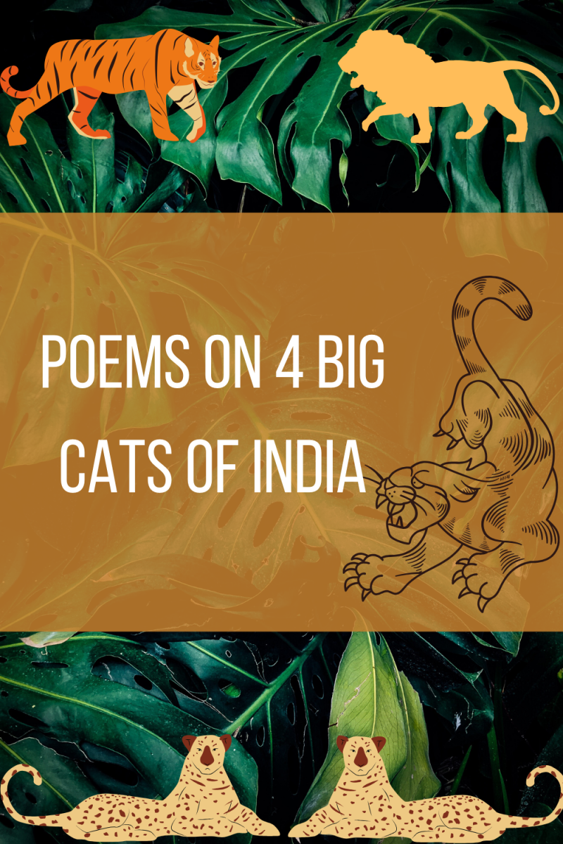 Poetry on 4 Big Cats of India - Animal Poems - LetterPile
