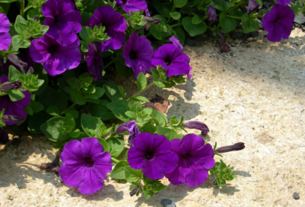 All About the Different Types of Petunias - HubPages