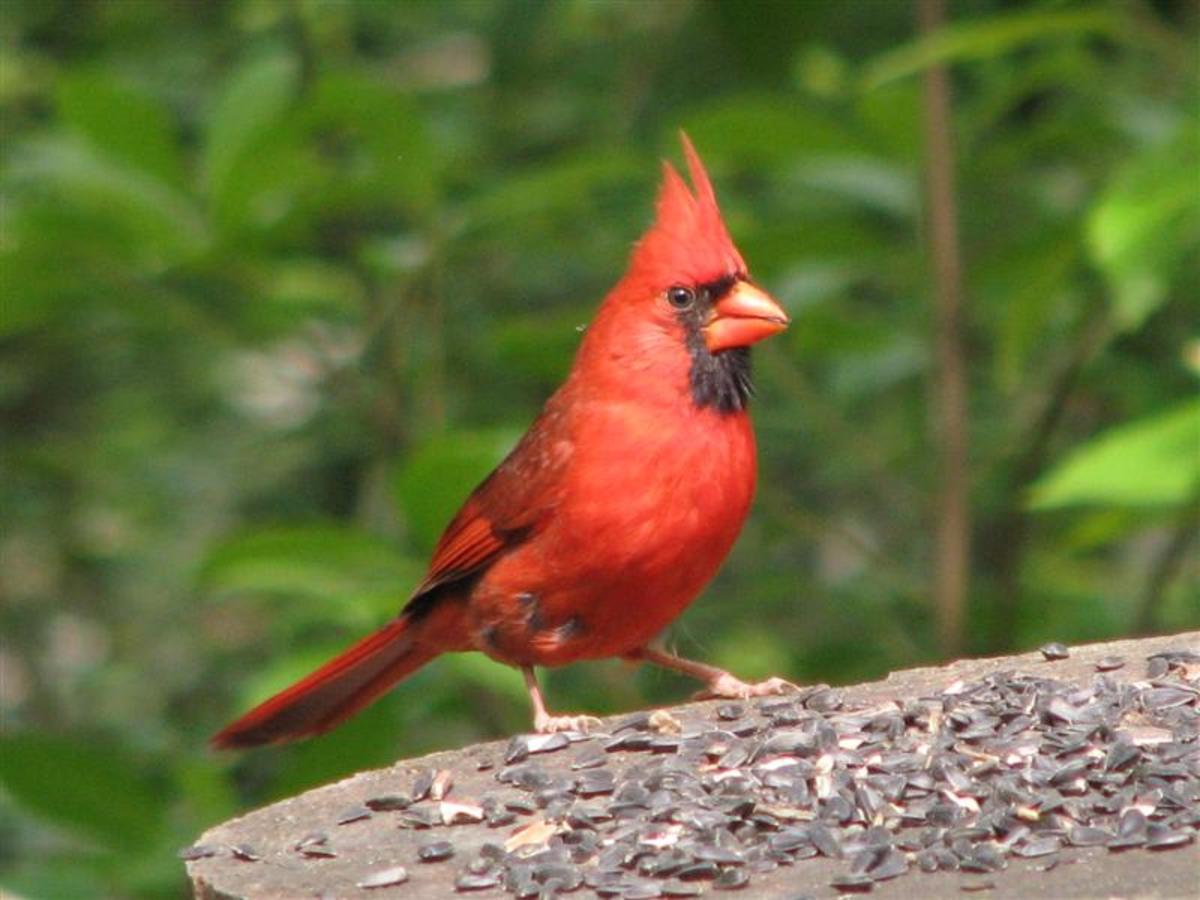 The Cardinal s Nest Owlcation The Cardinal s Nest Owlcation