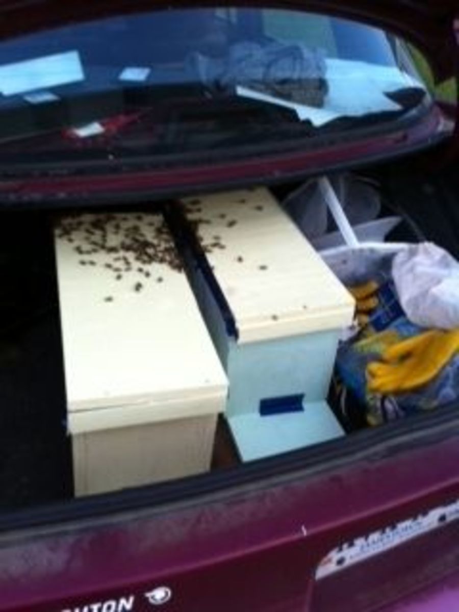 How to Transport Bees in a Car - Dengarden