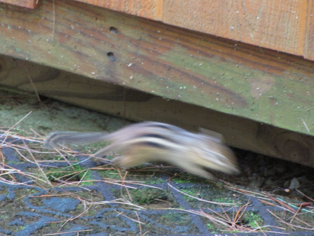 The Havahart Chipmunk Trap vs. The Chipmunkinator - HubPages