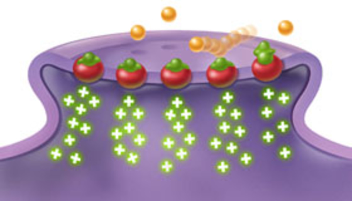 Drug Addiction Treatment: Suboxone & Subutex - HubPages