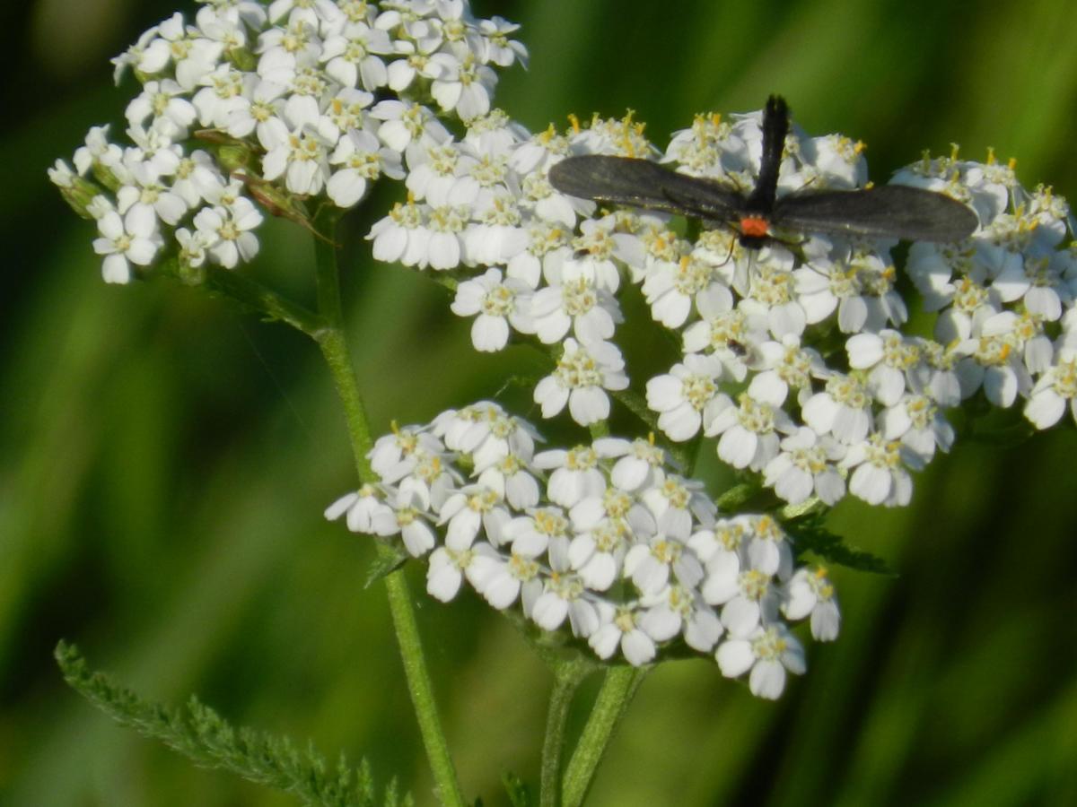 Why Every Serious Gardener Needs to Plant Yarrow - Dengarden