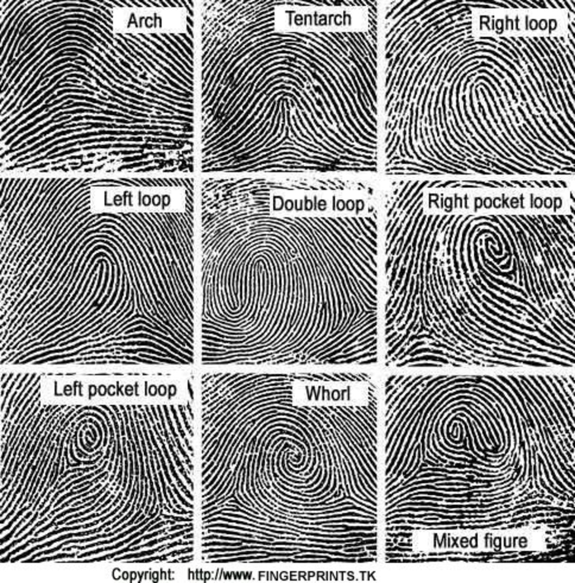 Fingerprint Types Printable