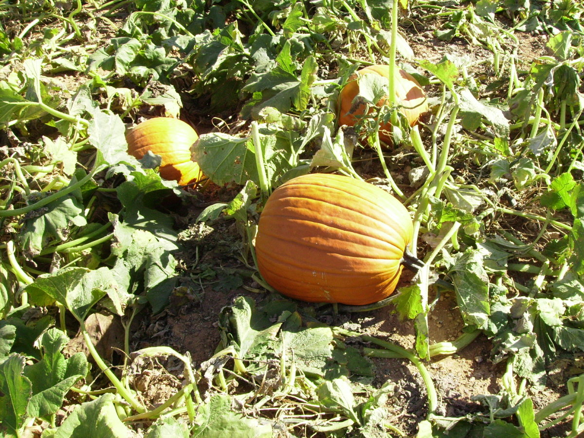 Brief History of Pumpkins - HubPages