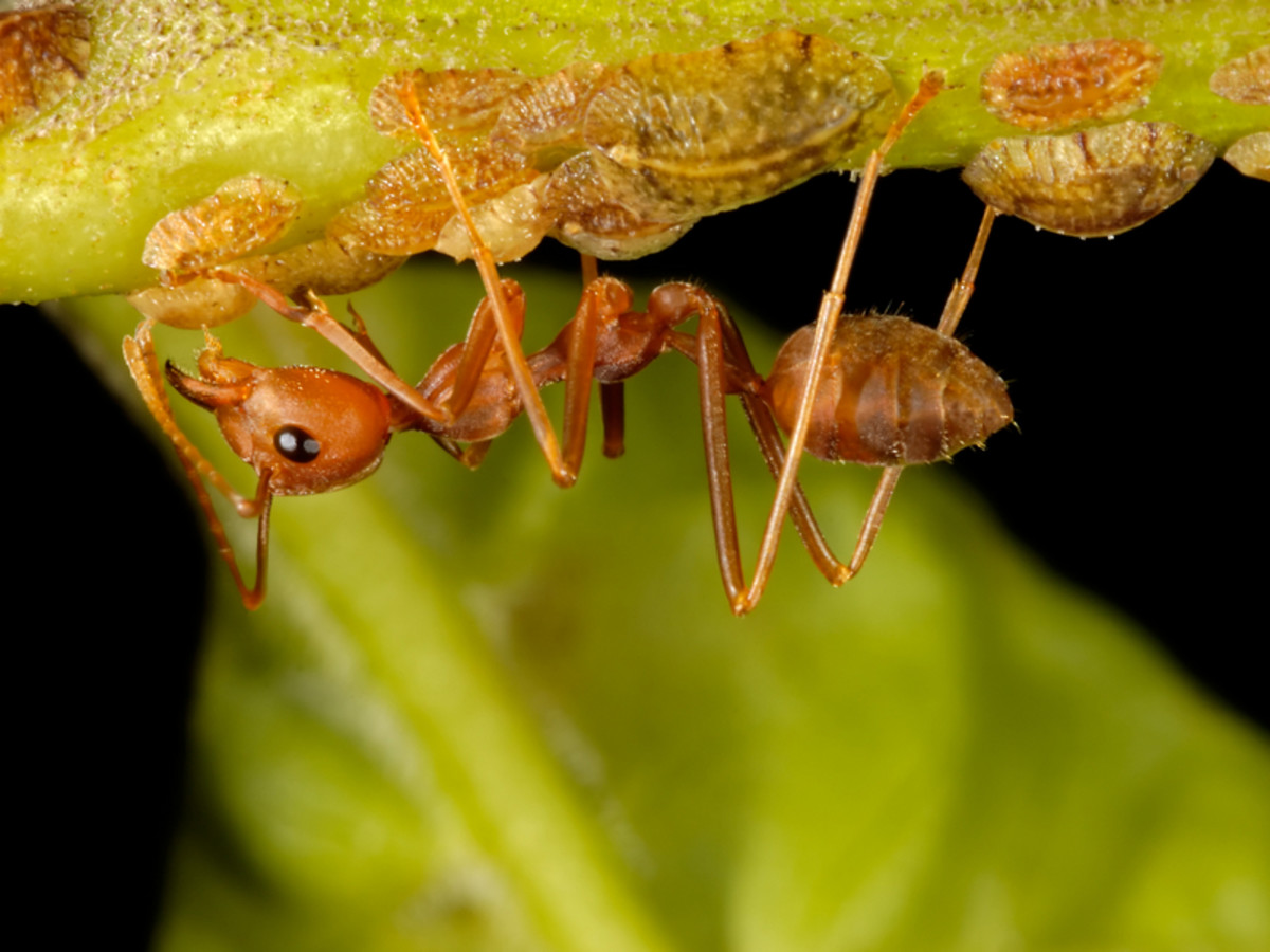 Common Ficus Tree Problems and How to Solve Them - HubPages