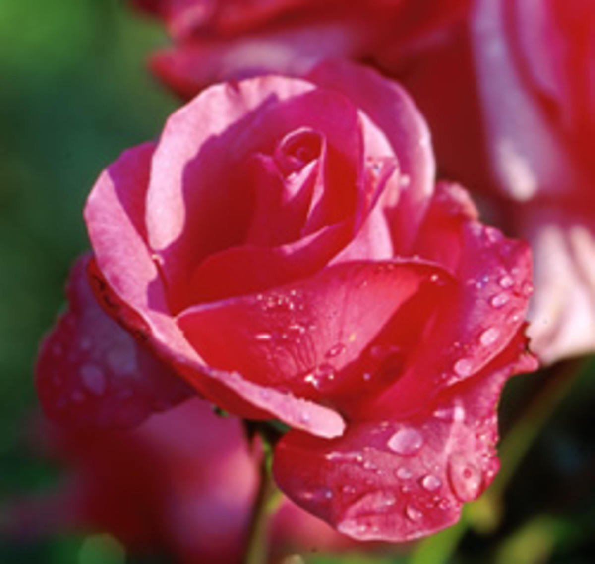 How to Plant and Prune Rose Bushes (With a Photo Gallery) - Dengarden