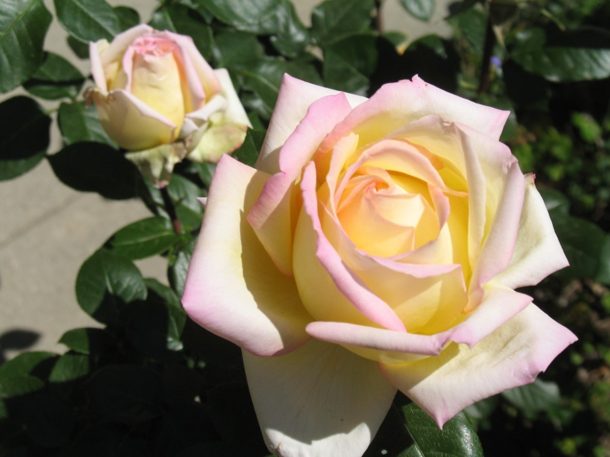 How to Plant and Prune Rose Bushes (With a Photo Gallery) - Dengarden