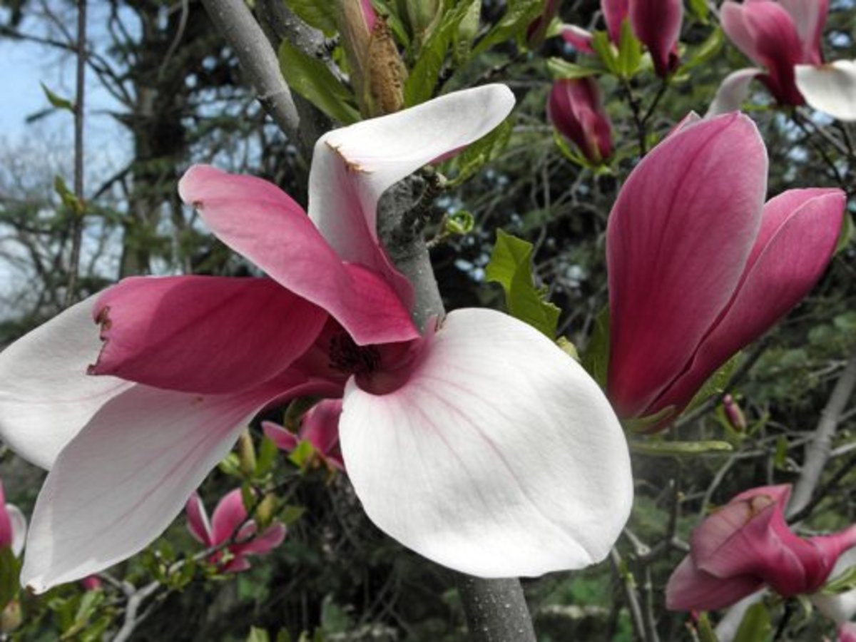 15 Types of Magnolia Trees and Shrubs (With Photos) - Dengarden