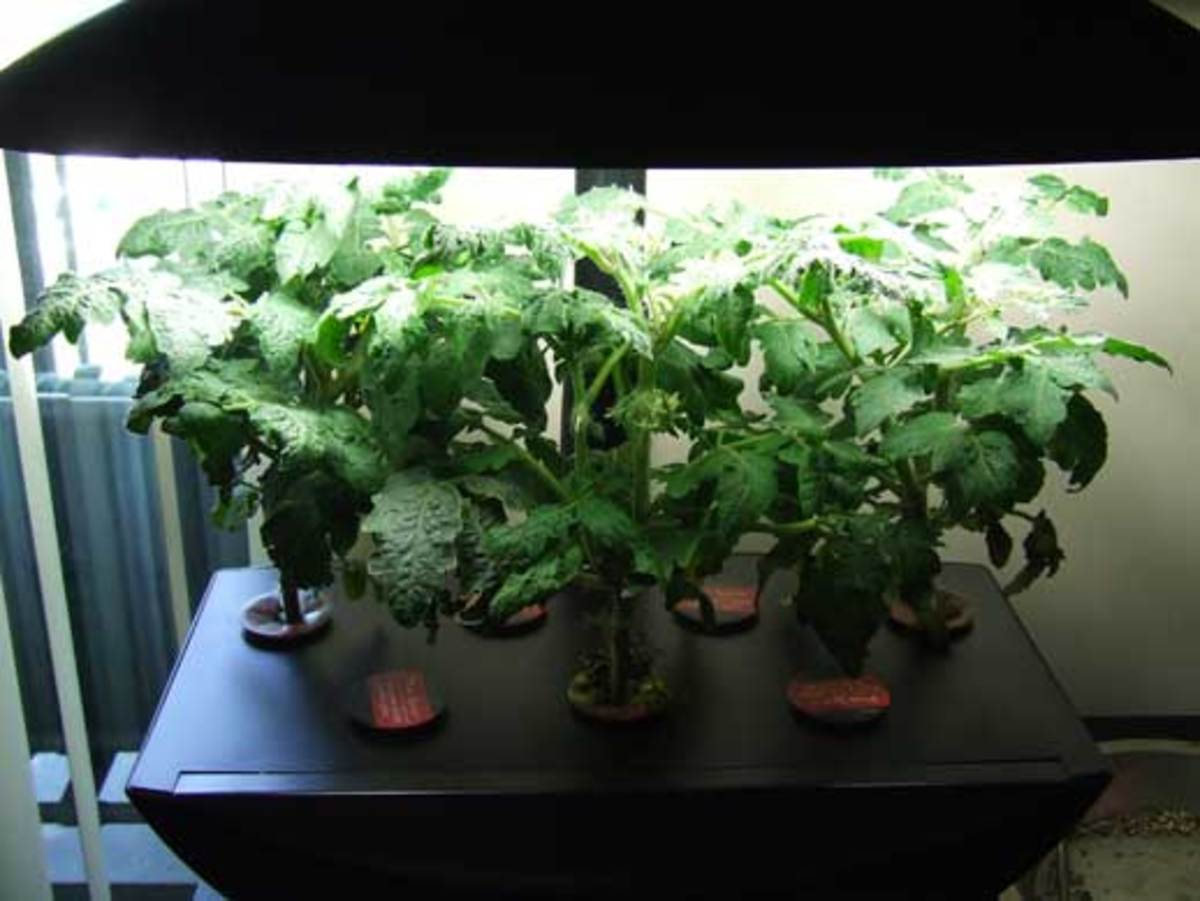 A Comprehensive Guide to Sustainable Hydroponic Farming - HubPages