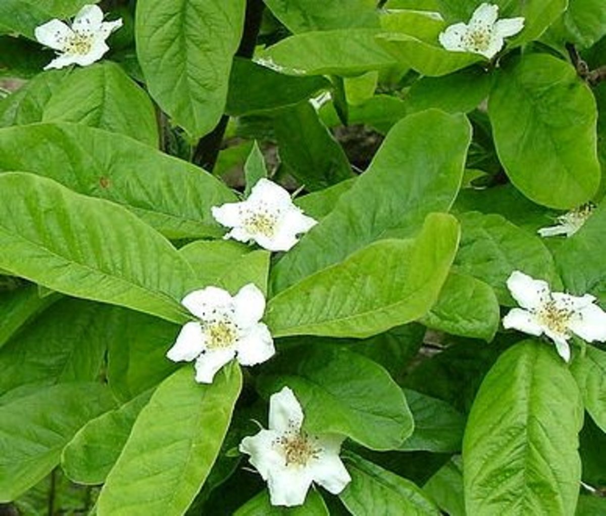 What Is a Medlar Fruit (Musmula) & Where Do They Come From? - Dengarden