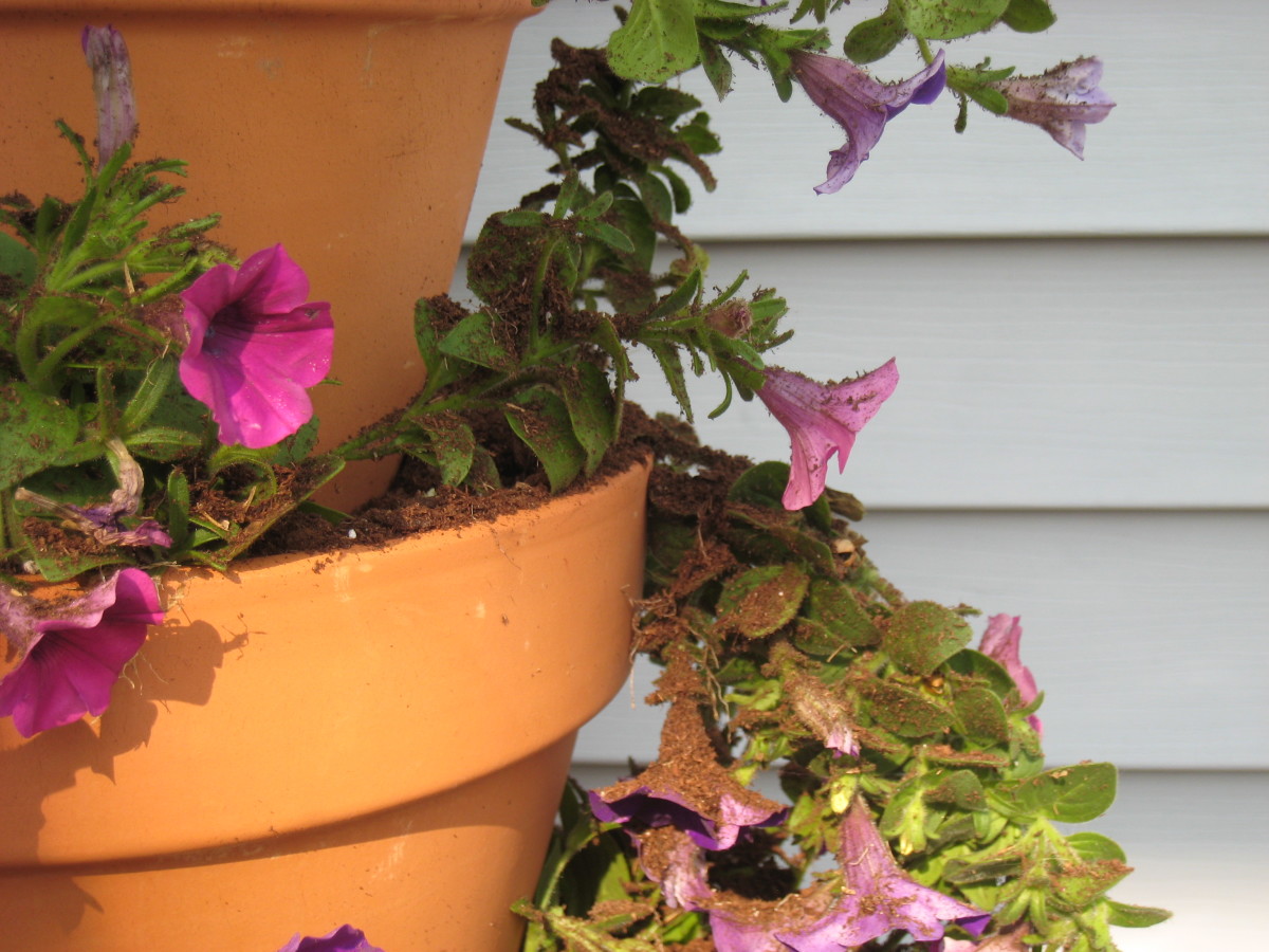 How to Make a Terracotta Flower Pot Tower With Annuals - Dengarden