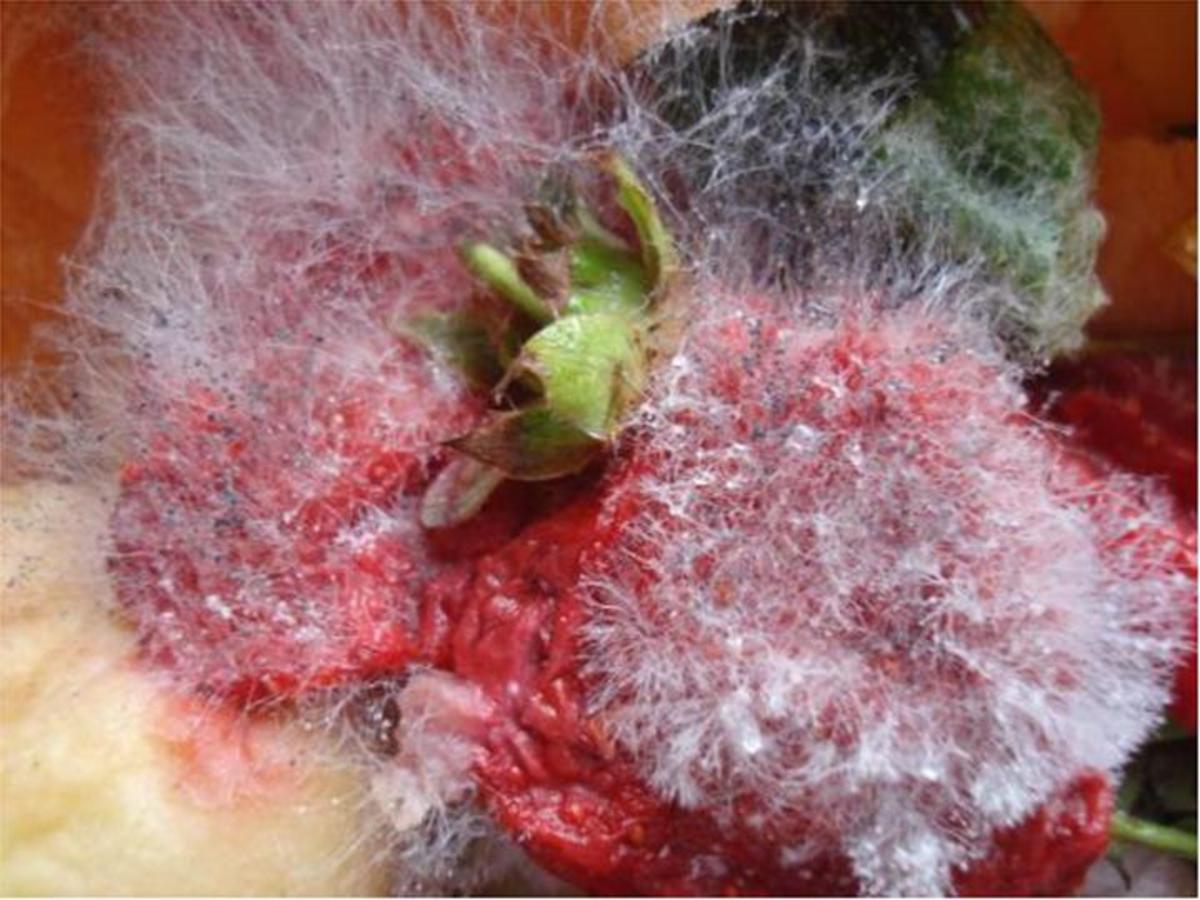 What Causes Mushy Strawberries? Identifying and Preventing Fruit Rot ...