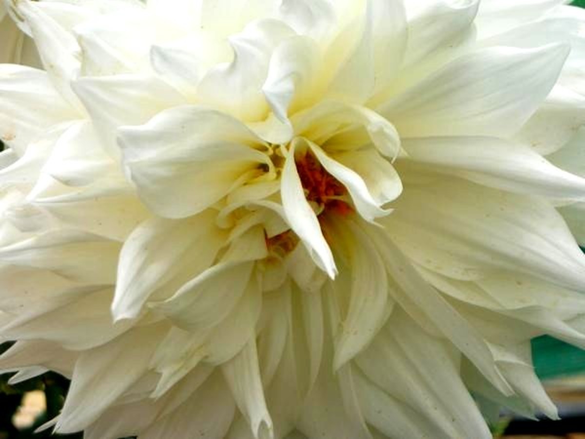 How to Grow and Care for Dahlias - HubPages