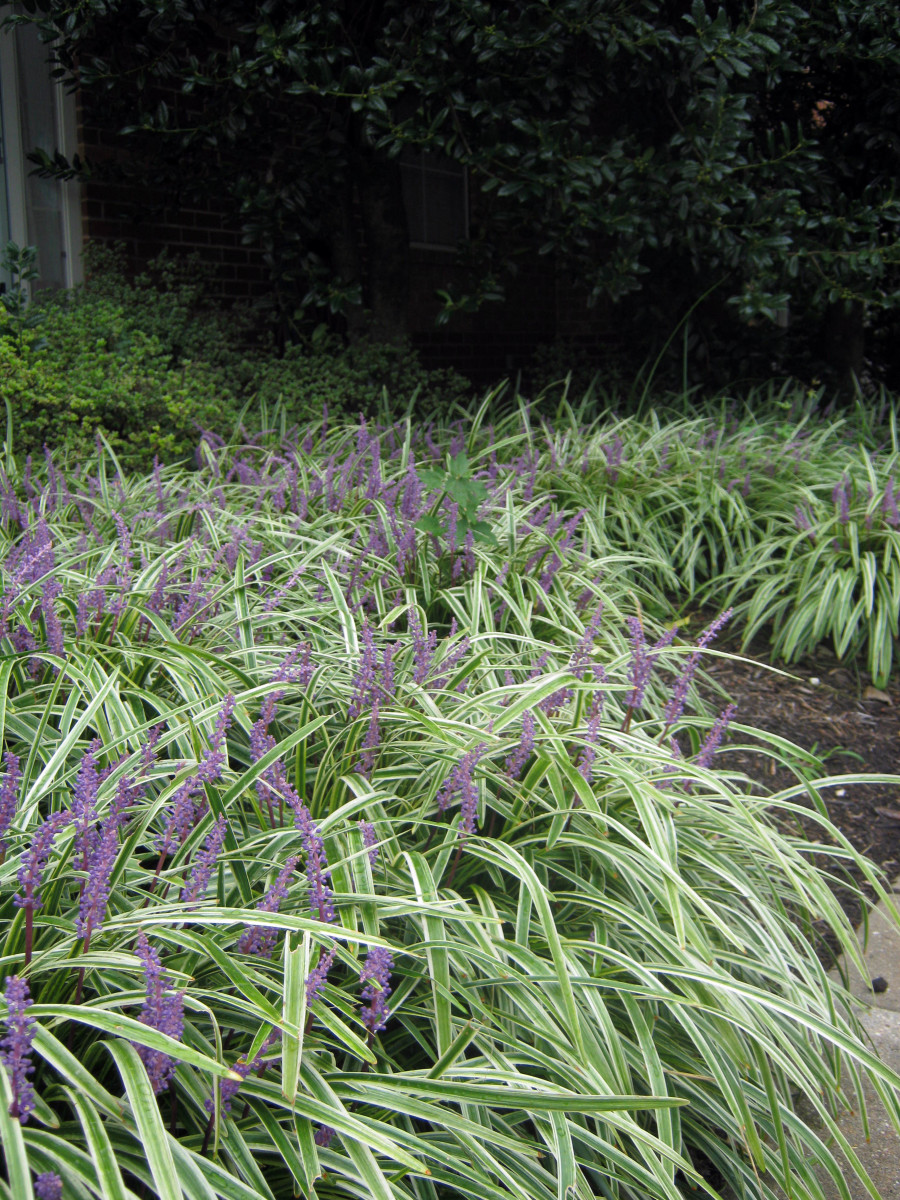 Fall Flowers: 11 Late-Blooming Perennials and Shrubs - Dengarden