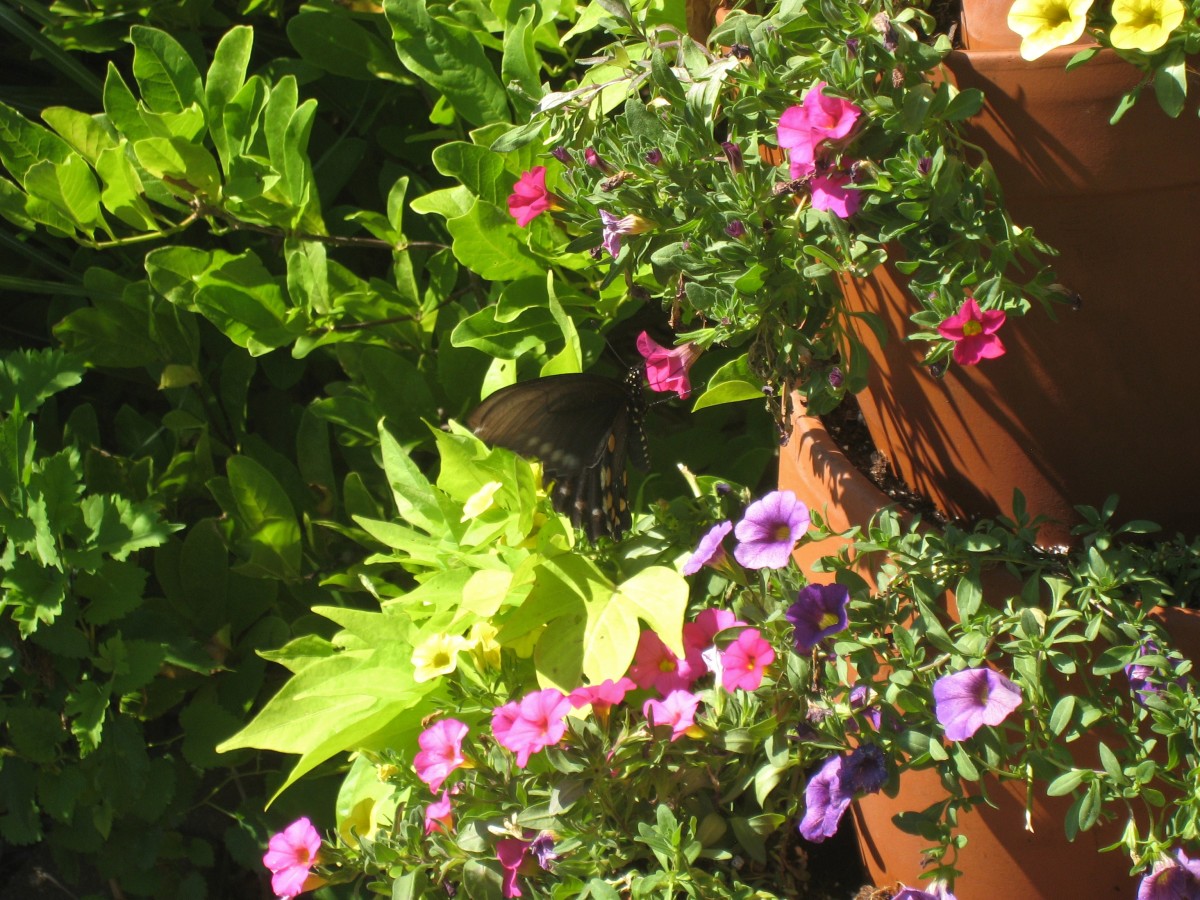 How to Make a Crooked Terra Cotta Pot Flower Tower With Annuals - Dengarden