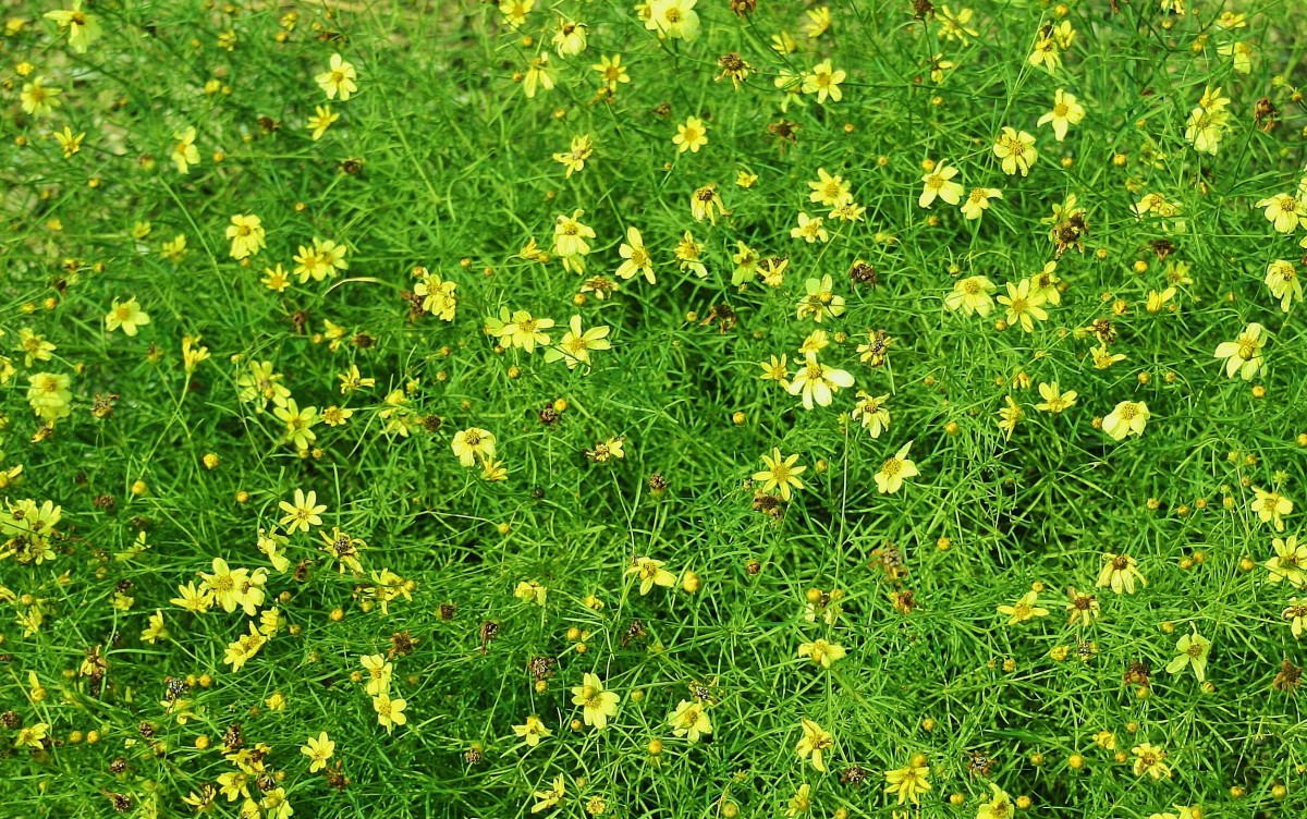 6 Drought-Tolerant Ground Covers With Showy Flowers - HubPages