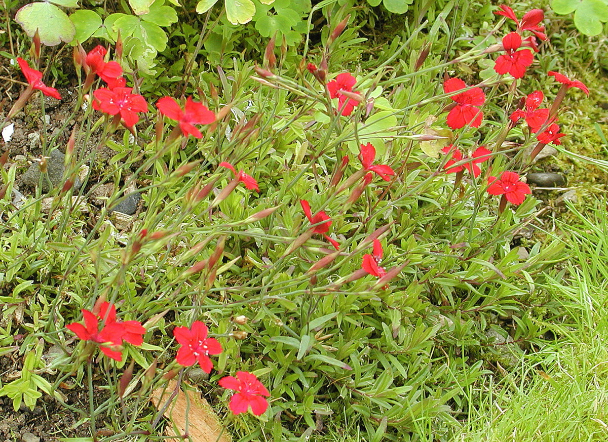20 Easy-to-Grow Flowers for Beginner Gardeners - HubPages
