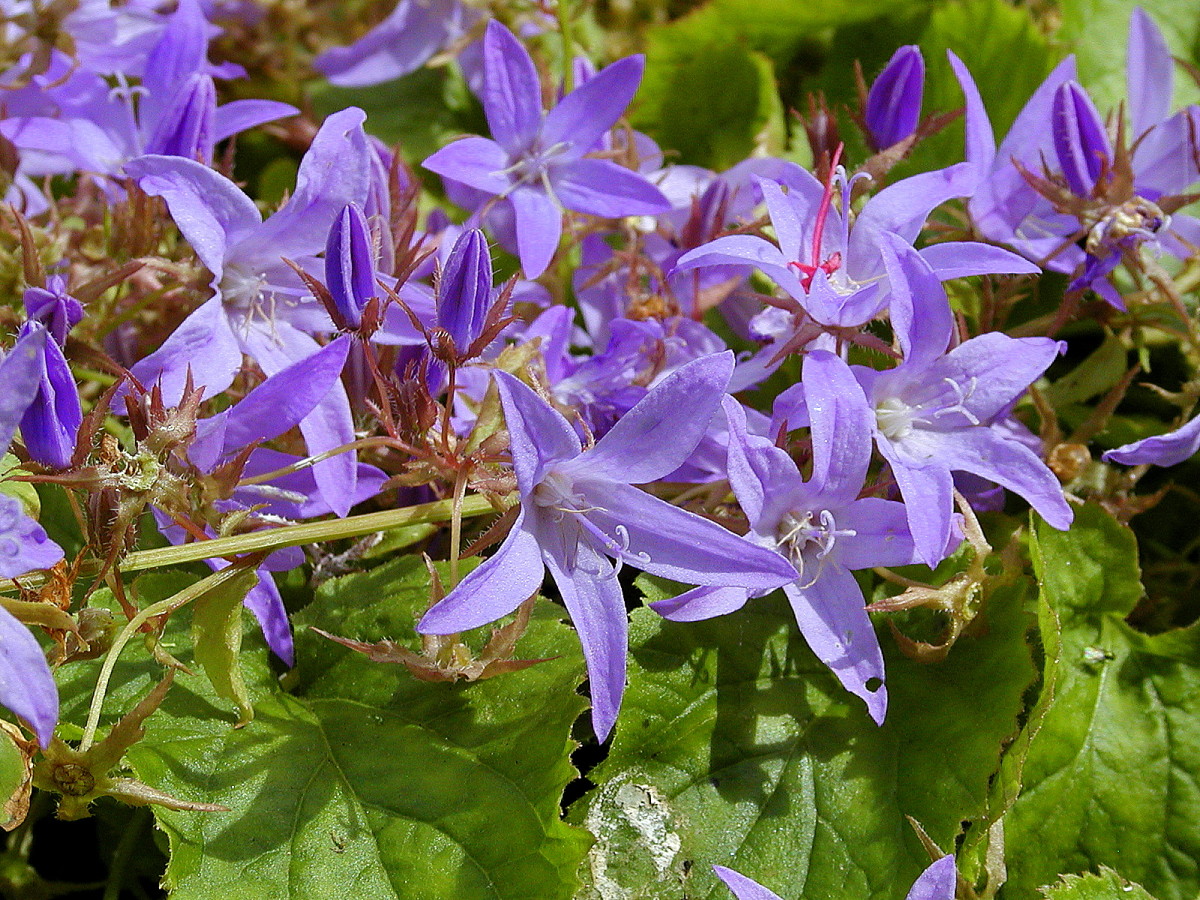 20 Easy-to-Grow Flowers for Beginner Gardeners - HubPages