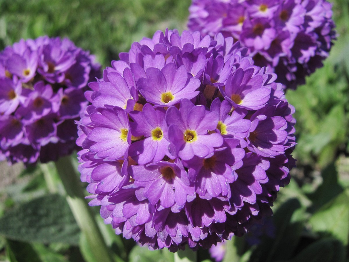 Primulas and Primroses: Facts About Beautiful Spring Flowers - Dengarden