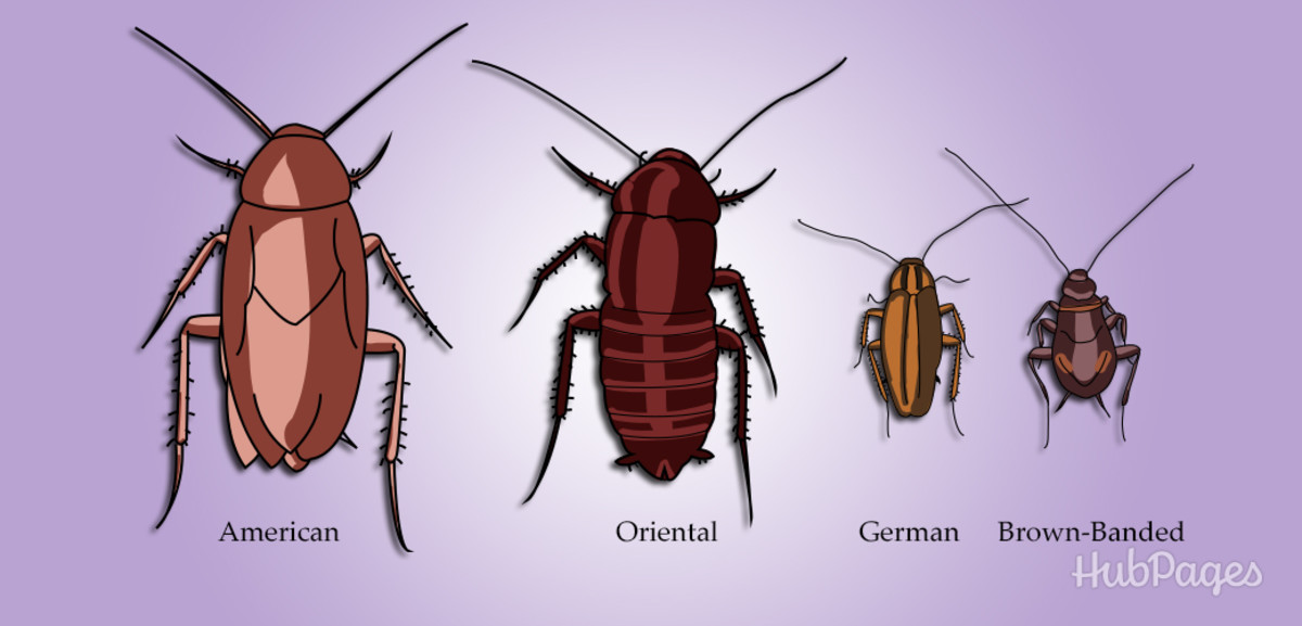 How Long Does It Take For Lysol To Kill Roaches Healing Picks
