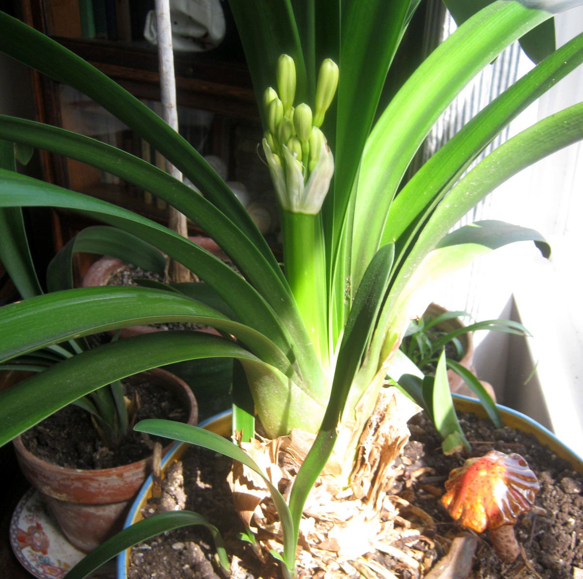 Clivea Miniata: An Easy-to-Care-for Flowering Houseplant - Dengarden