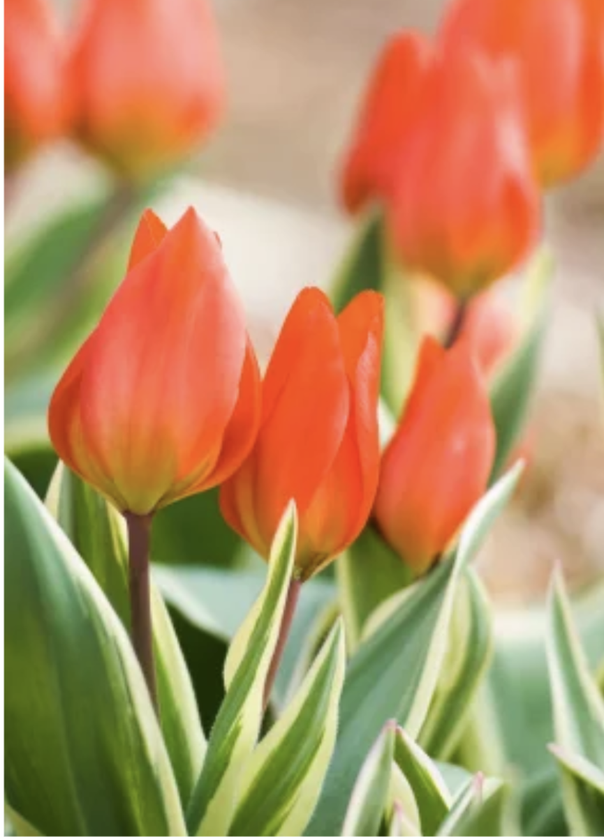 Species Tulips (Botanical Tulips) - Dengarden