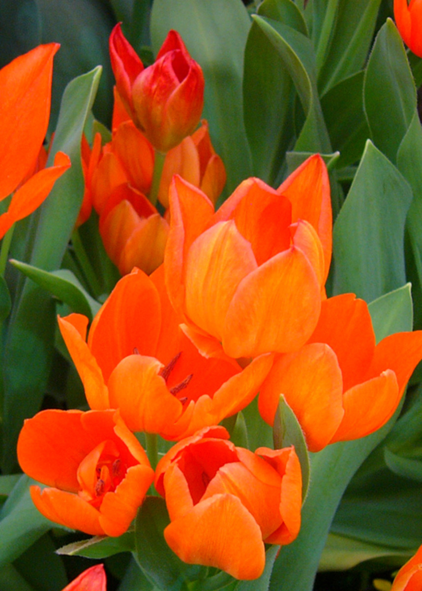 Species Tulips (Botanical Tulips) - Dengarden