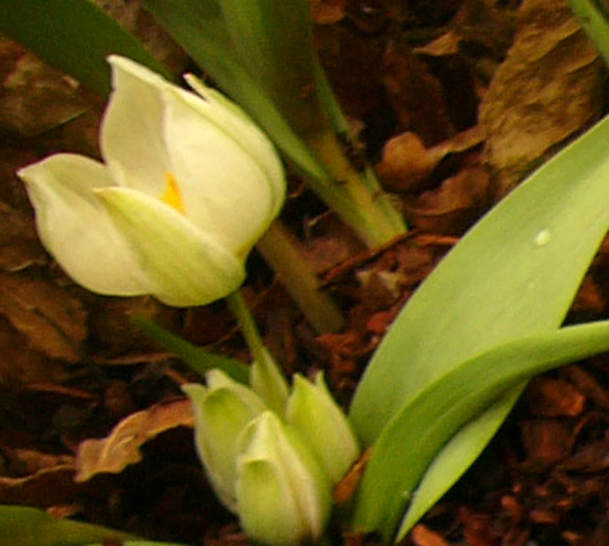 Species Tulips (Botanical Tulips) - Dengarden
