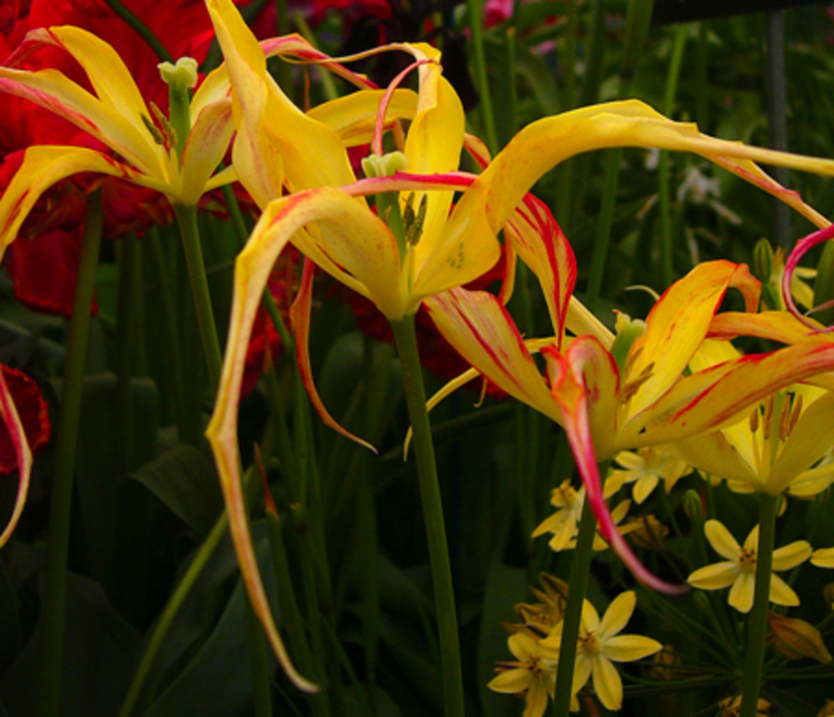 Species Tulips (Botanical Tulips) - Dengarden