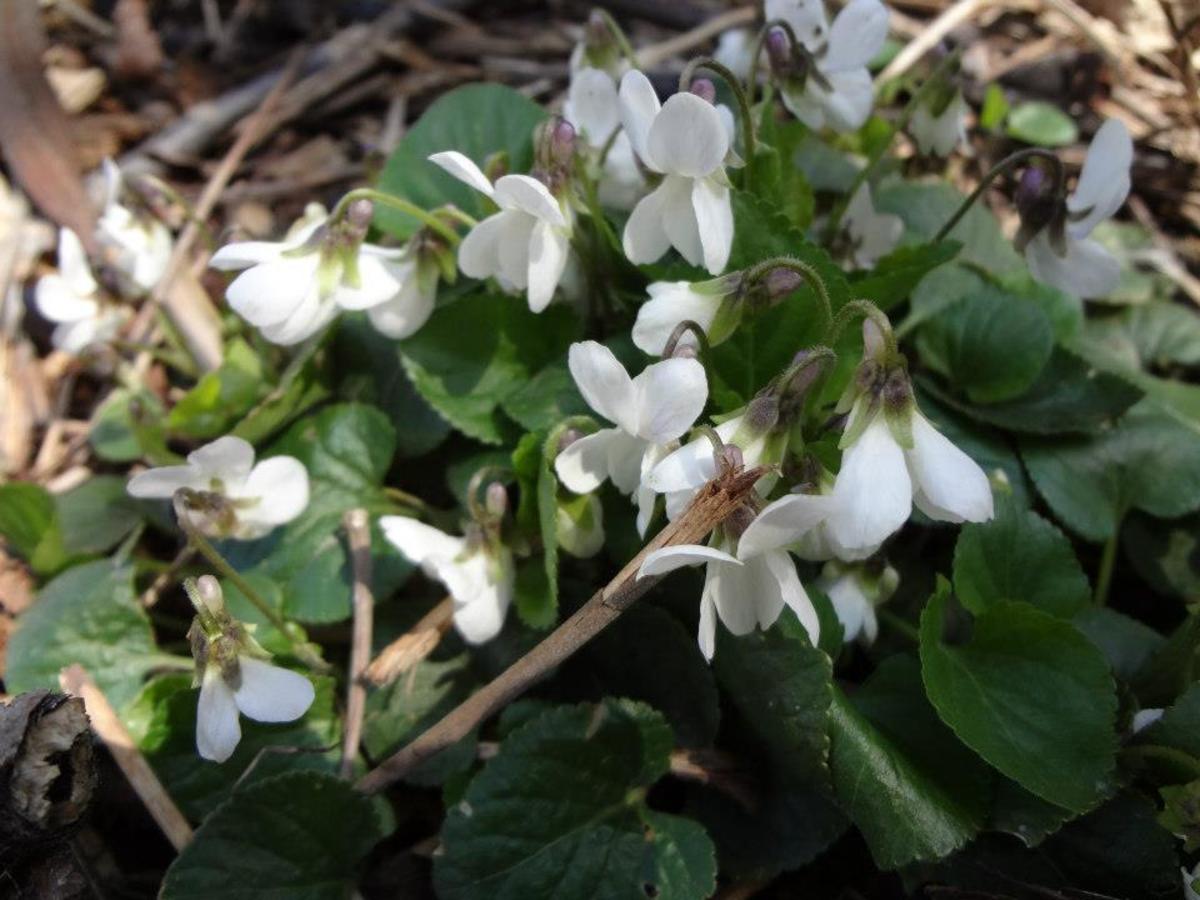 Edible Wild Plants in USDA Zone 5 - HubPages