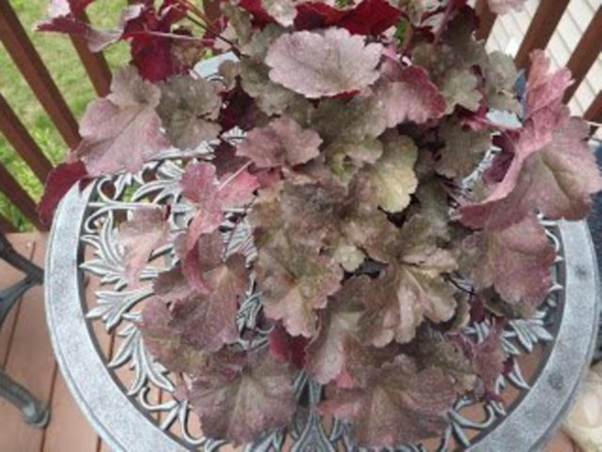 How to Grow Coral Bells (Heuchera) - Dengarden