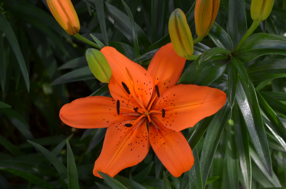 How to Grow the Beautiful Asiatic Lily - Dengarden
