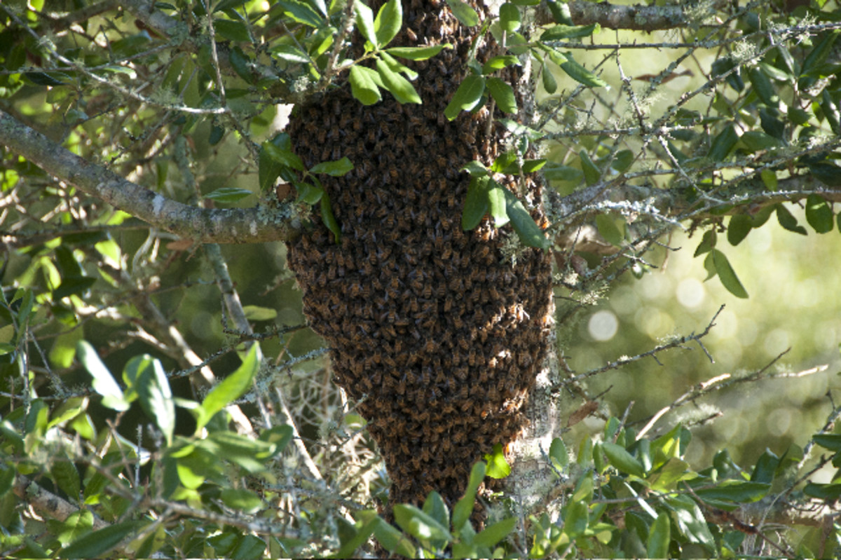 Labor of Love: An Interview With Lifelong Beekeepers - HubPages