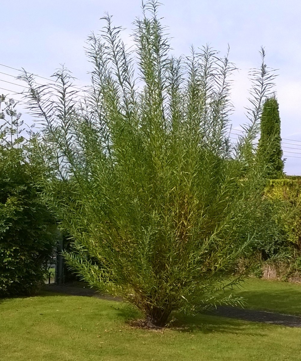 How To Grow Willow From Cuttings Dengarden
