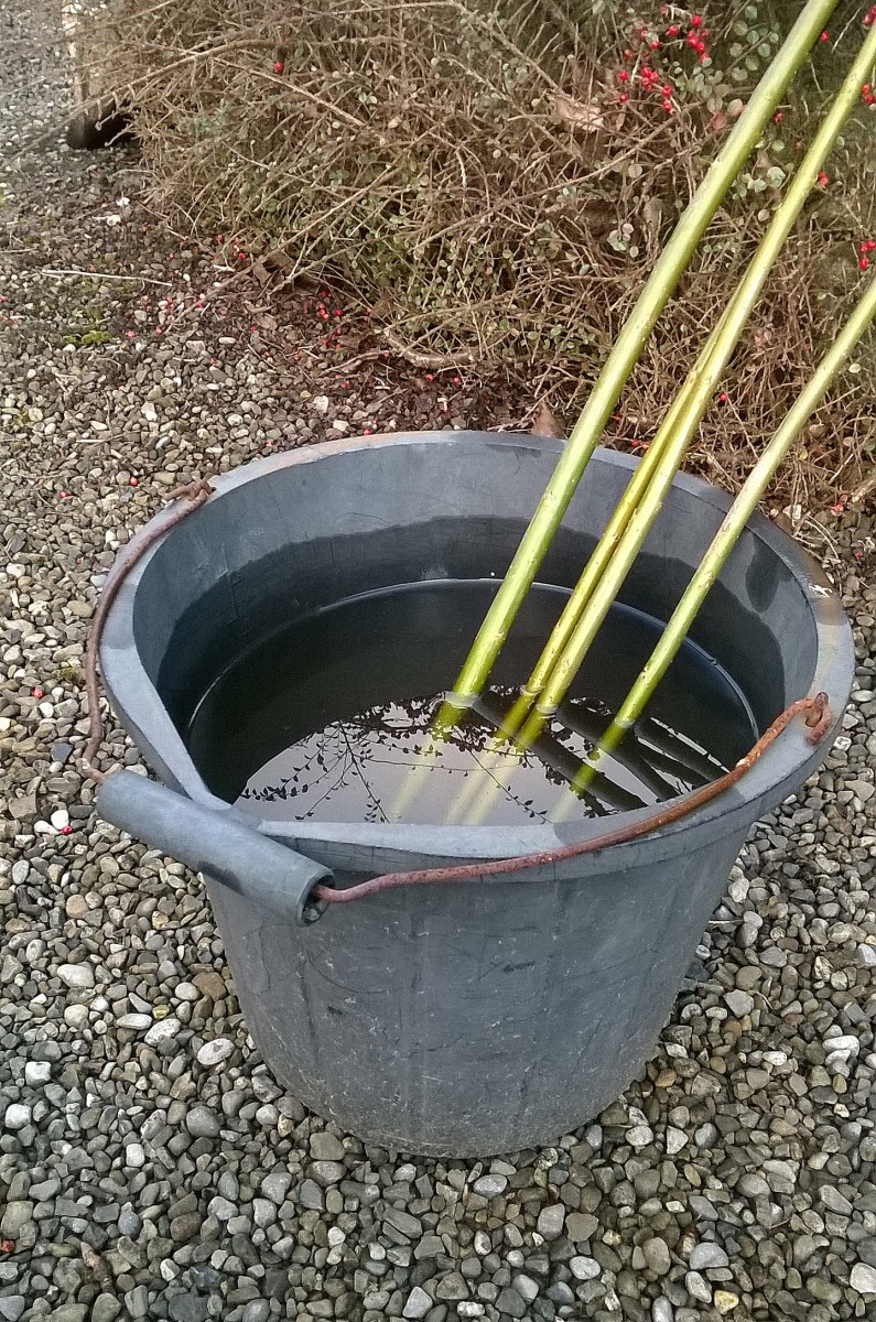 How To Grow Willow From Cuttings Dengarden How To Grow Willow From Cuttings Dengarden