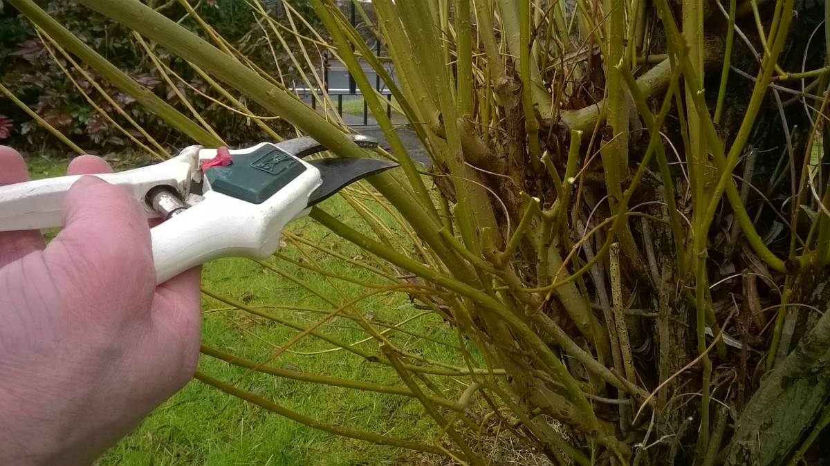 How To Plant And Grow Willow From Cuttings Dengarden
