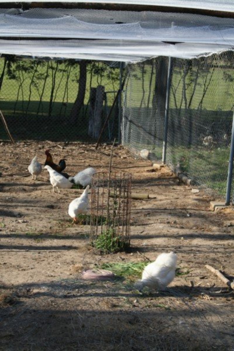 I Locked a Brown Goshawk in With My Chickens: How My Poultry Survived a ...