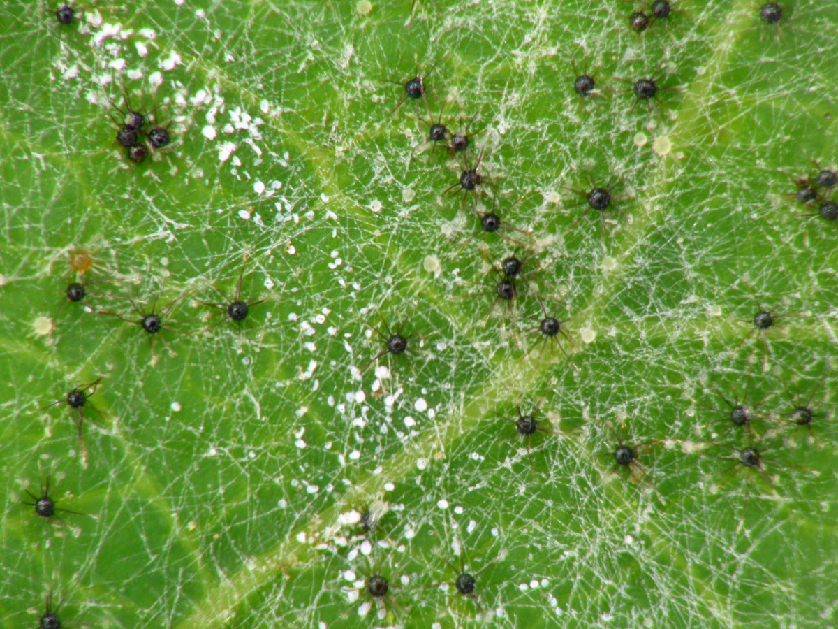 17 Common Diseases of Leafy Vegetables: Photos, Prevention, and ...