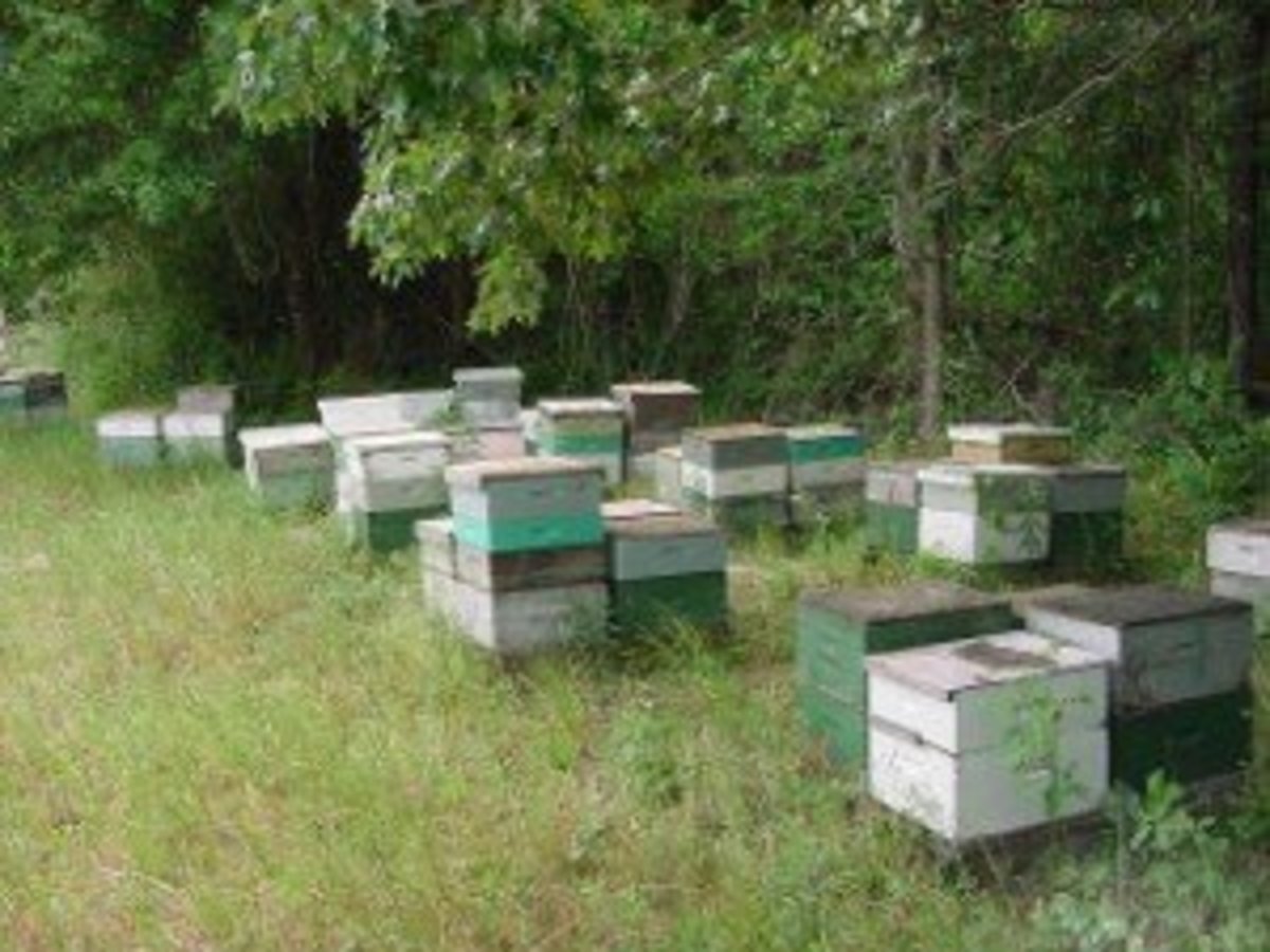 How to Maintain and Care for a Beehive - HubPages