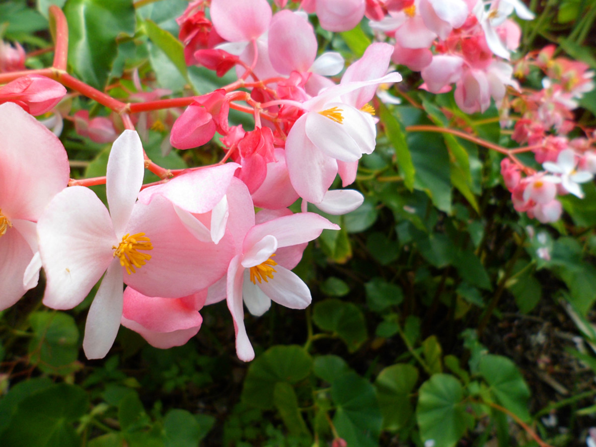 How to Use the Color Wheel to Design Your Flower Garden - Dengarden