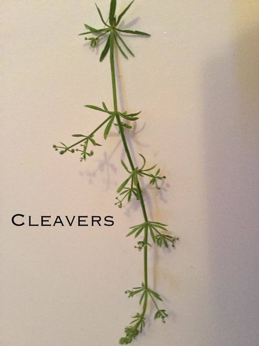 How to Forage for Herbs and Edible Plants in Your Neighbourhood - Dengarden