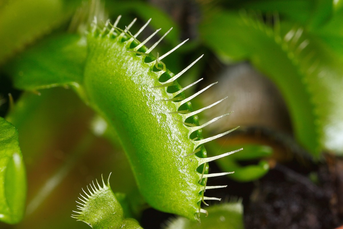The Fascinating Venus Flytrap A Carnivorous Plant In Trouble Dengarden