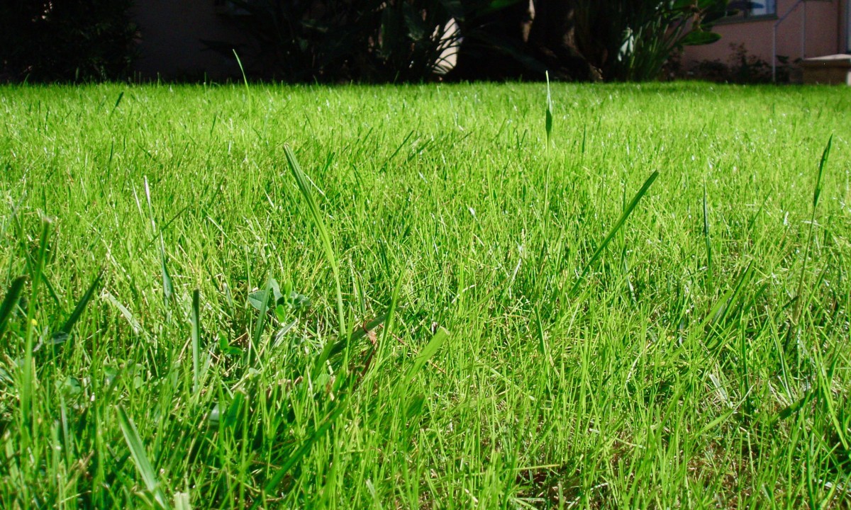 How to Grow Green Grass Successfully - Dengarden