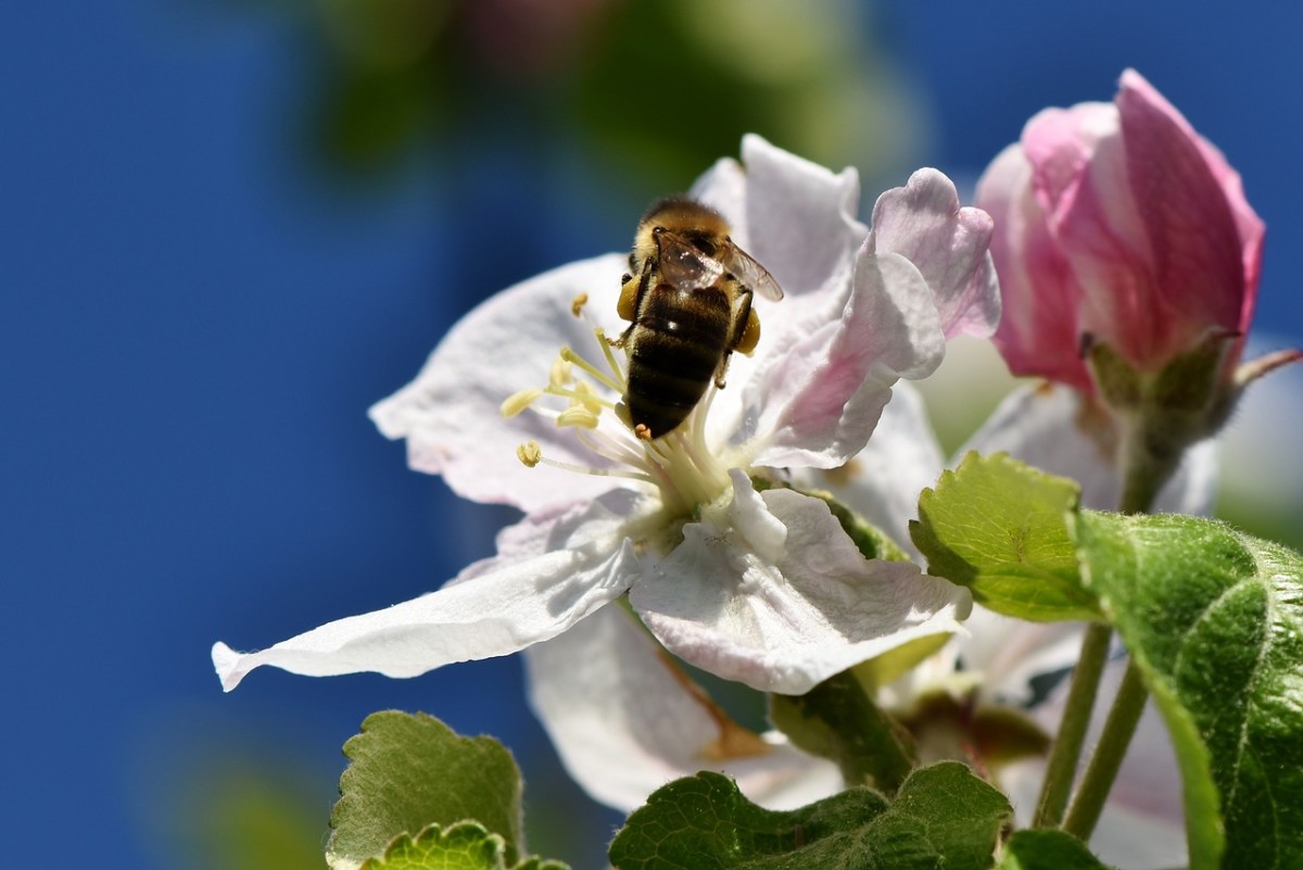 How to Grow a Dwarf Apple Tree - Dengarden